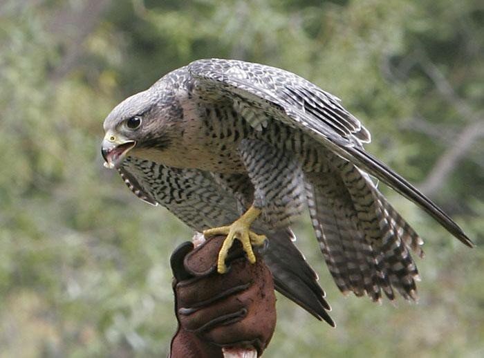 Loài chim nào bay nhanh nhất thế giới?